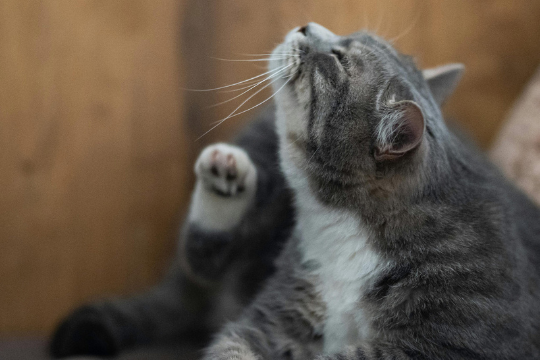 Voorkom vlooien. Tips! – Stop! Teek & Vlo